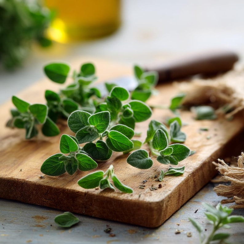 Organic Italian Oregano 200 Seeds – Aromatic Herb, Easy-to-grow - Etsy