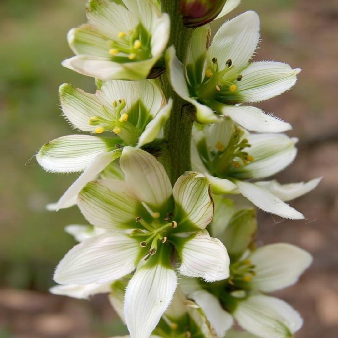 Melanthium Virginicum 100 Seeds | Bunchflower, Fragrant White Blooms - Etsy