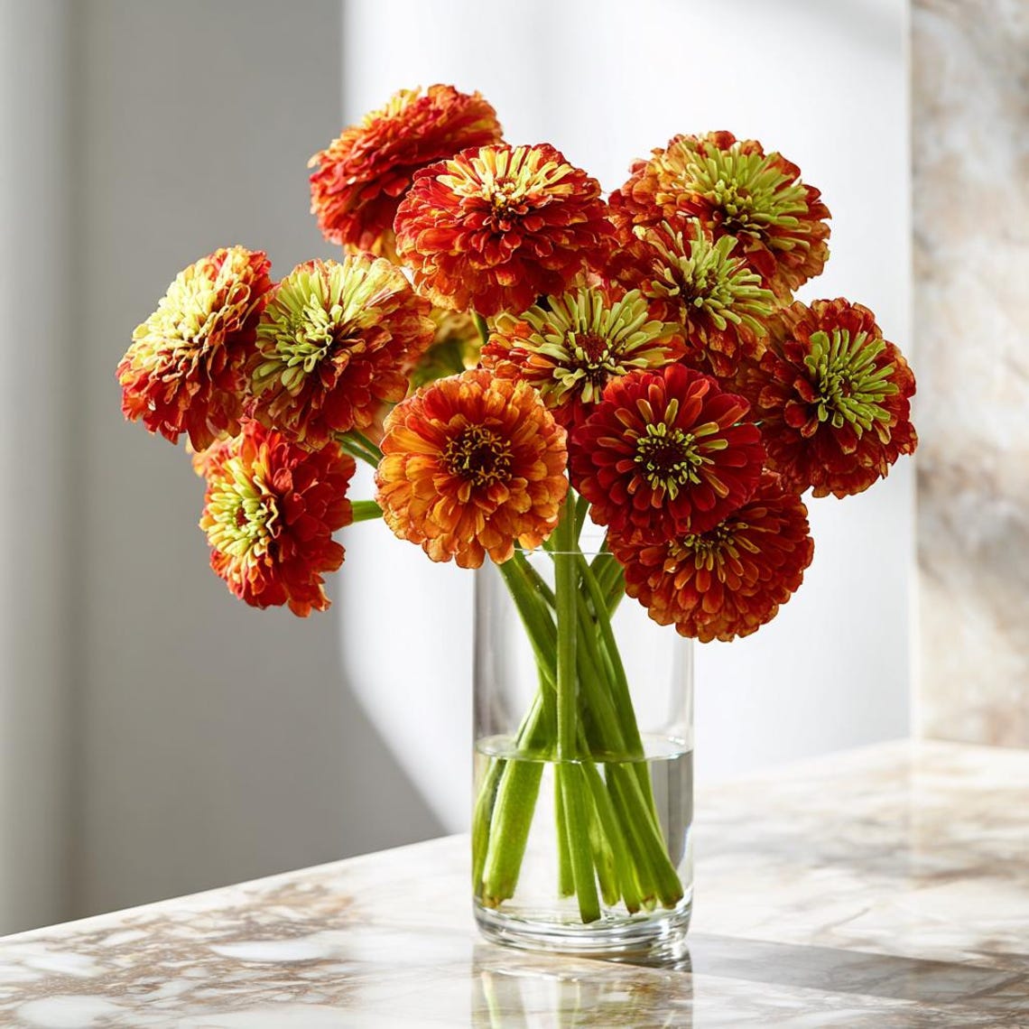 Queen Red Lime Zinnia 10 Seeds | Zinnia Elegans Blooms - Etsy
