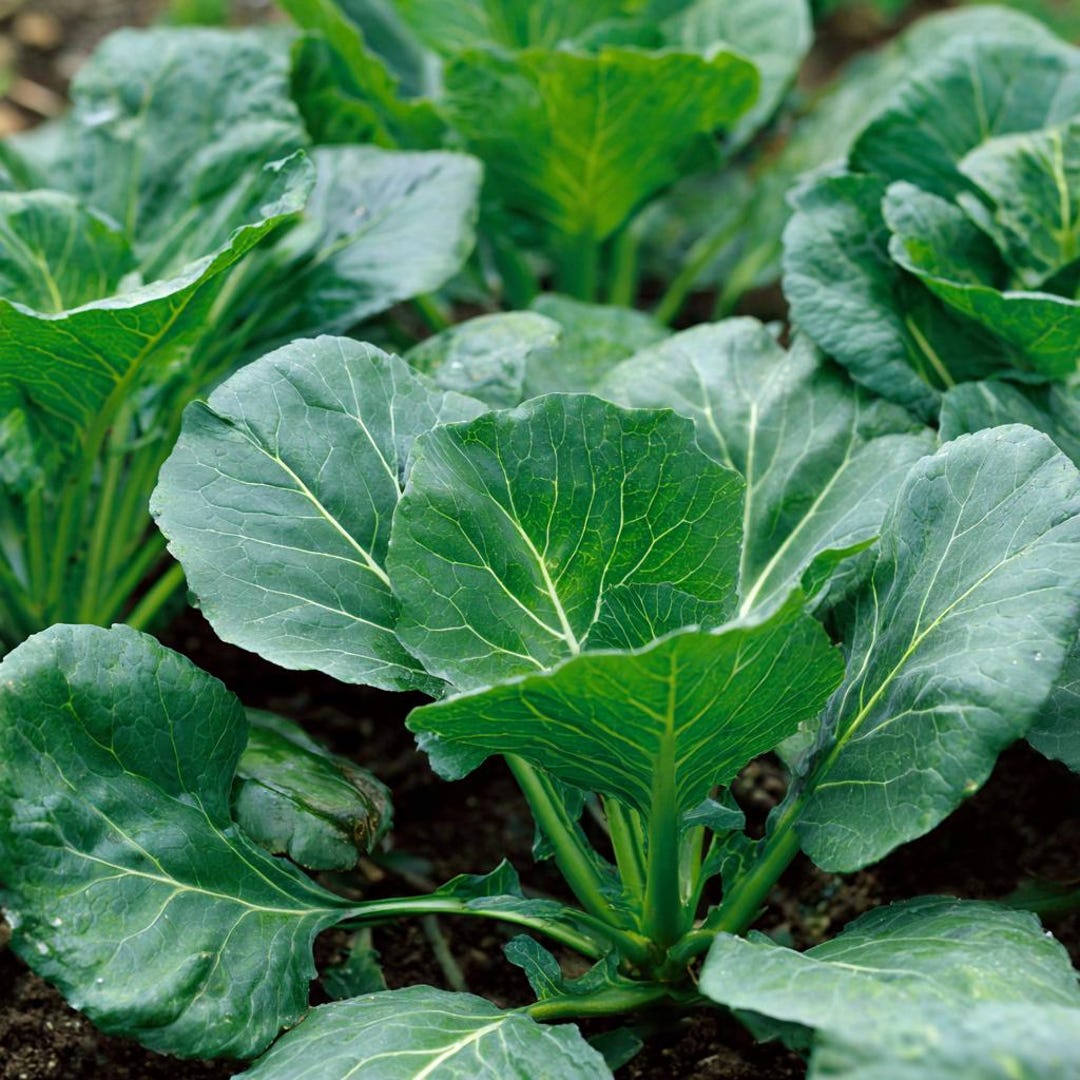 Georgia Southern Collard 200 Seeds – Heirloom Tender Greens, Easy-to ...