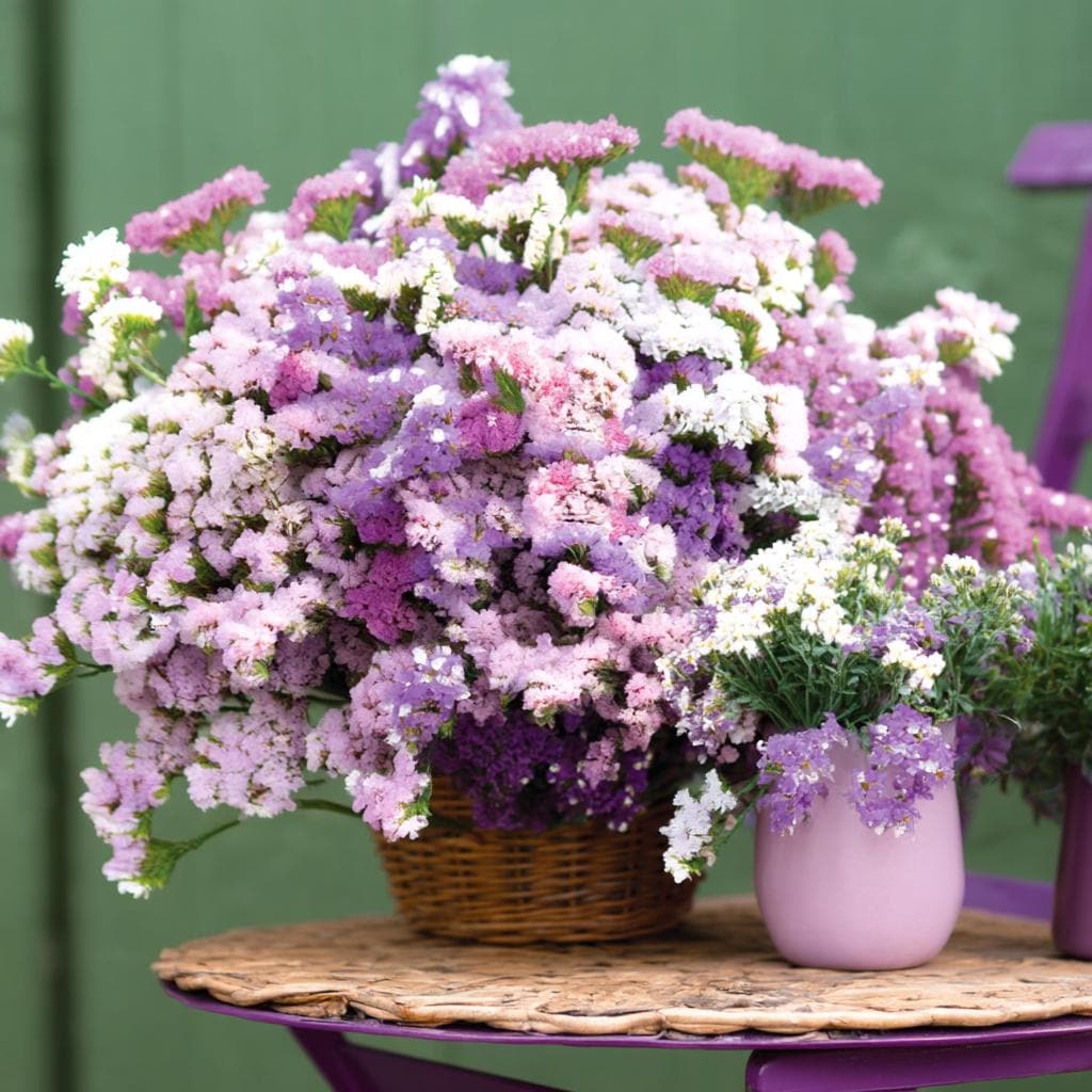 Pastel Shades Statice Flower 50 Seeds | Soft Colorful Dried Blooms - Etsy