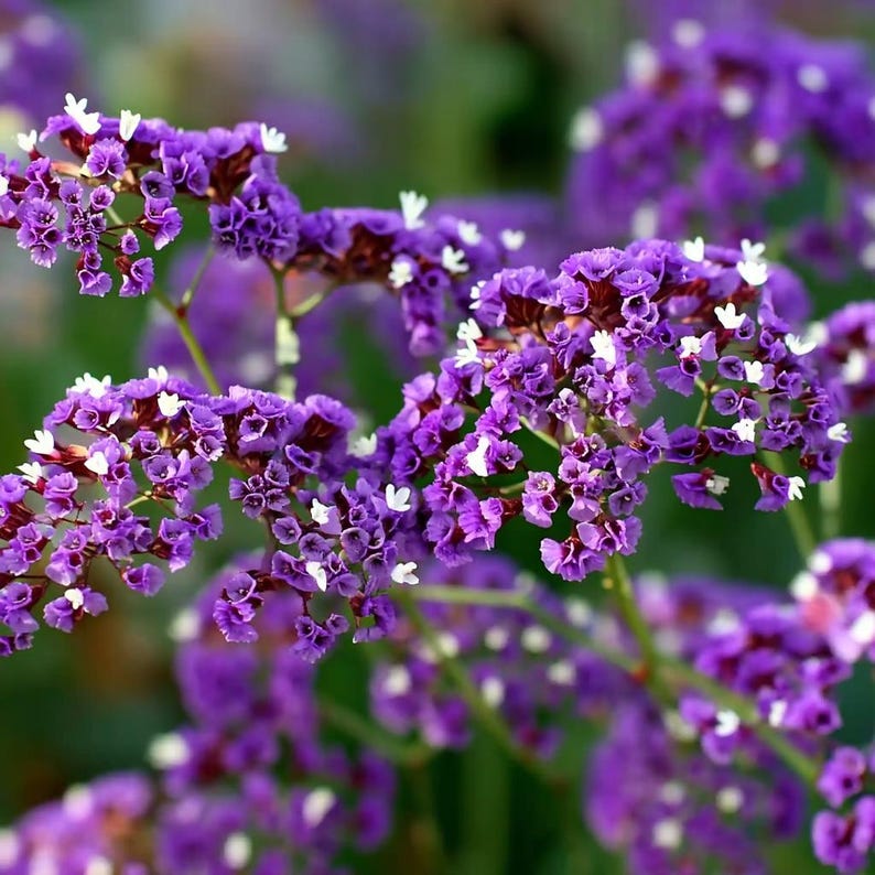 Pastel Shades Statice Flower 50 Seeds | Soft Colorful Dried Blooms - Etsy