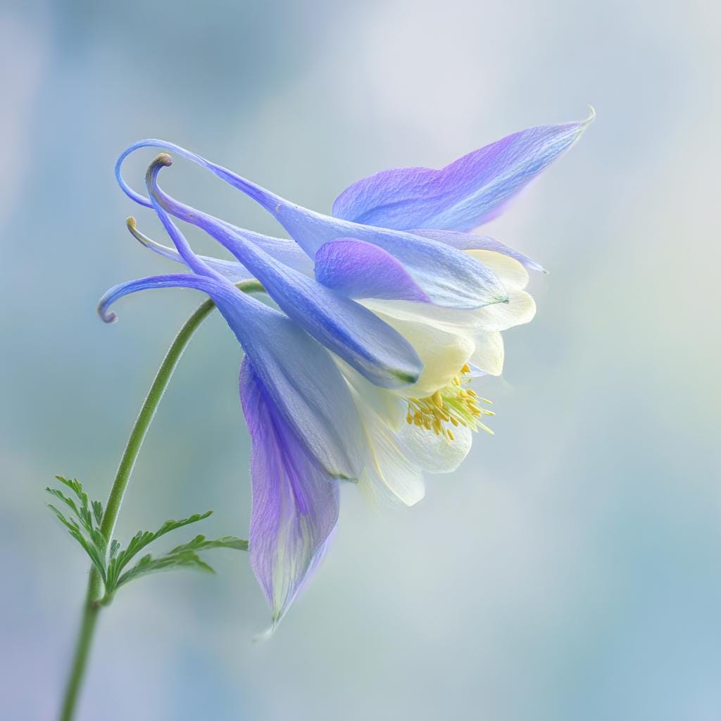 Colorado Blue Columbine 100 Seeds – Pollinator-friendly Garden Flowers ...