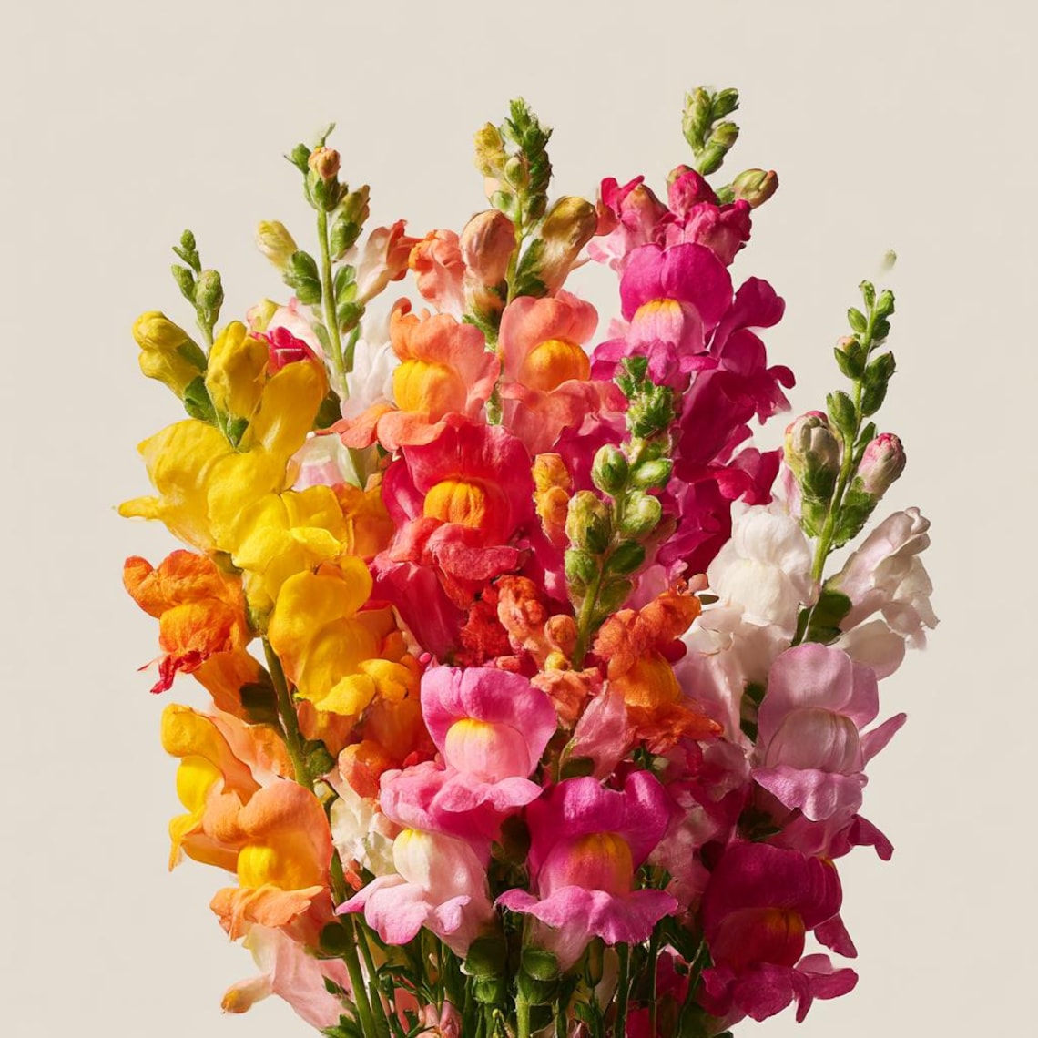 Snapdragon Flower Seeds Mixed Rainbow Color 2000+ Seeds Tall Attract ...