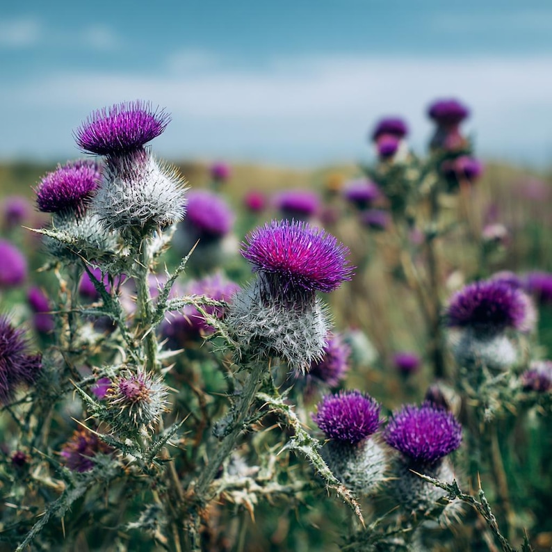 Milk Thistle 30 Seeds, Blessed Thistle | Heirloom Medicinal & Culinary ...
