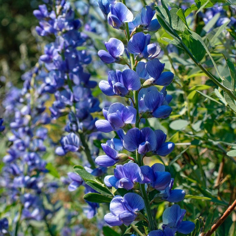 Blue Indigo - Etsy