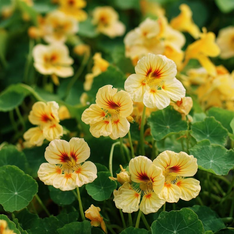 Peach Melba Nasturtium 25 Seeds – Dwarf, Edible Flowers, Compact Blooms ...
