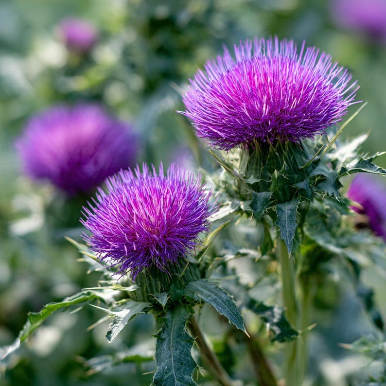 Milk Thistle 30 Seeds, Blessed Thistle | Heirloom Medicinal & Culinary ...