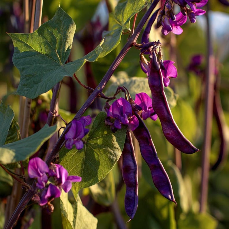 Ruby Moon Hyacinth Bean 20 Seeds | Violet Pods & Fragrant Purple Blooms ...