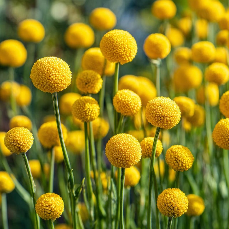 Billy Button 50 Seeds | Craspedia Globosa, Unique Yellow Ball-shaped ...