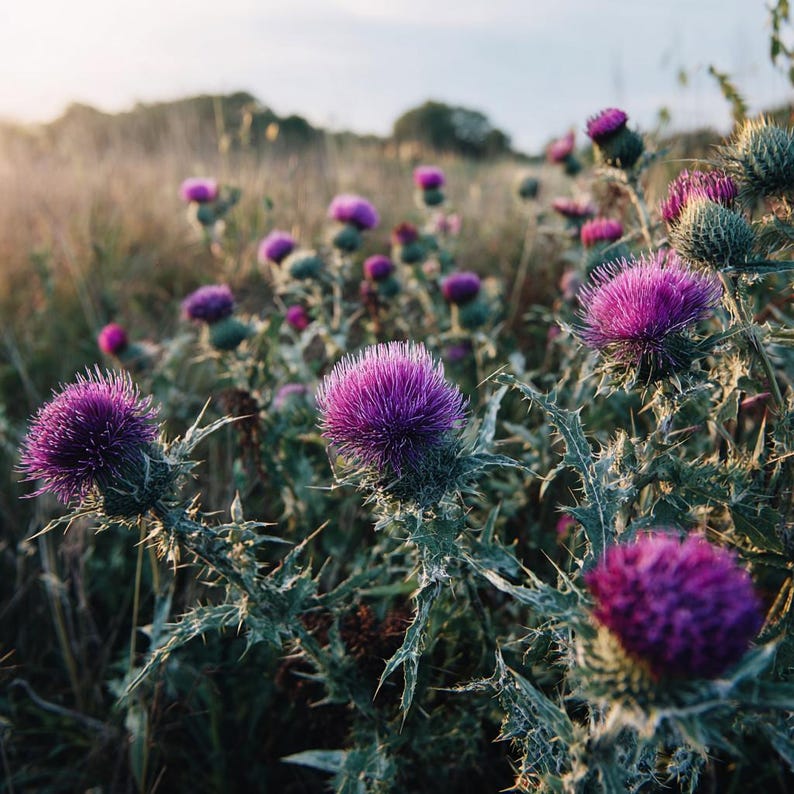 Milk Thistle 30 Seeds, Blessed Thistle | Heirloom Medicinal & Culinary ...