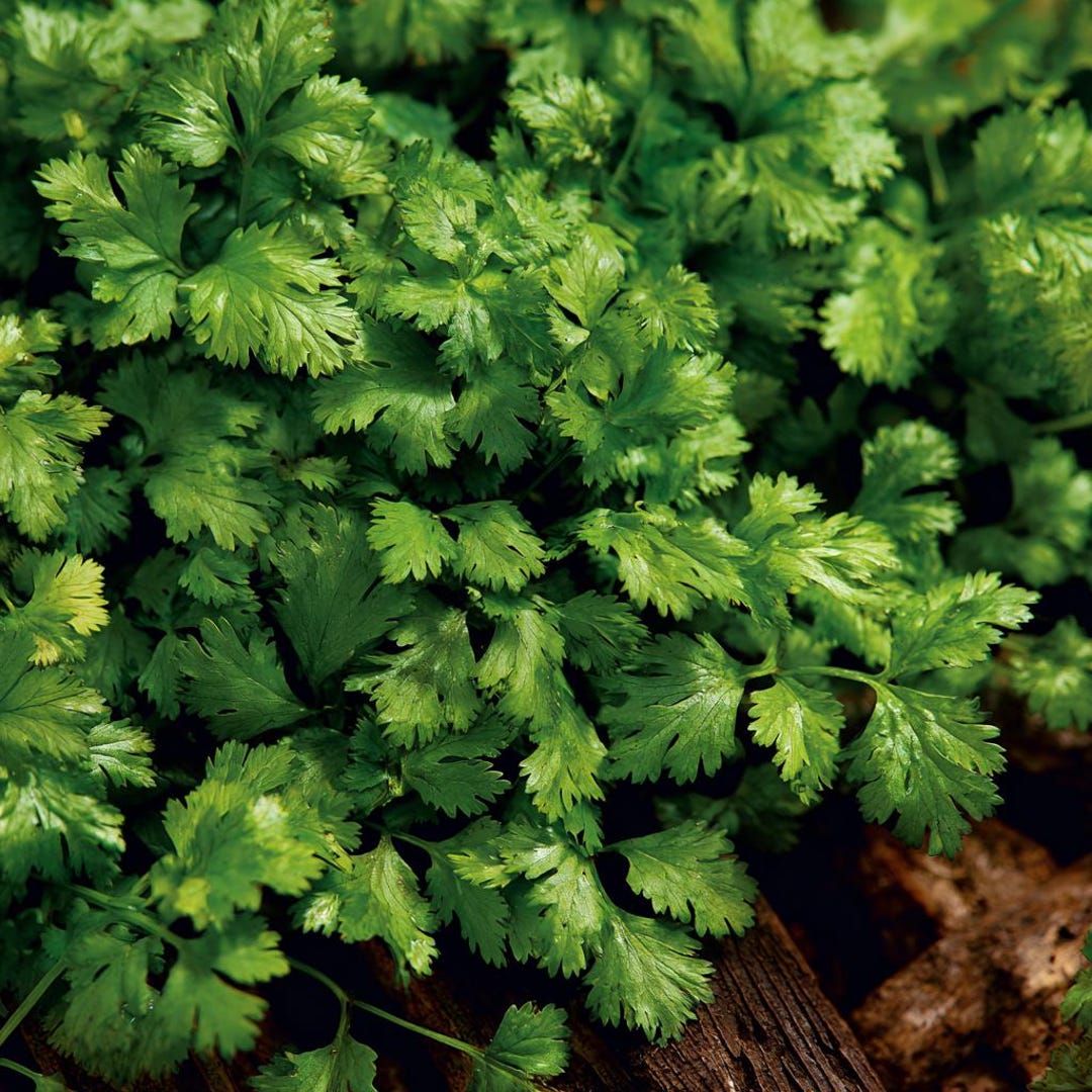 Slow Bolt Cilantro 150 Seeds | Fragrant, Flavorful Herb | Heat-tolerant ...