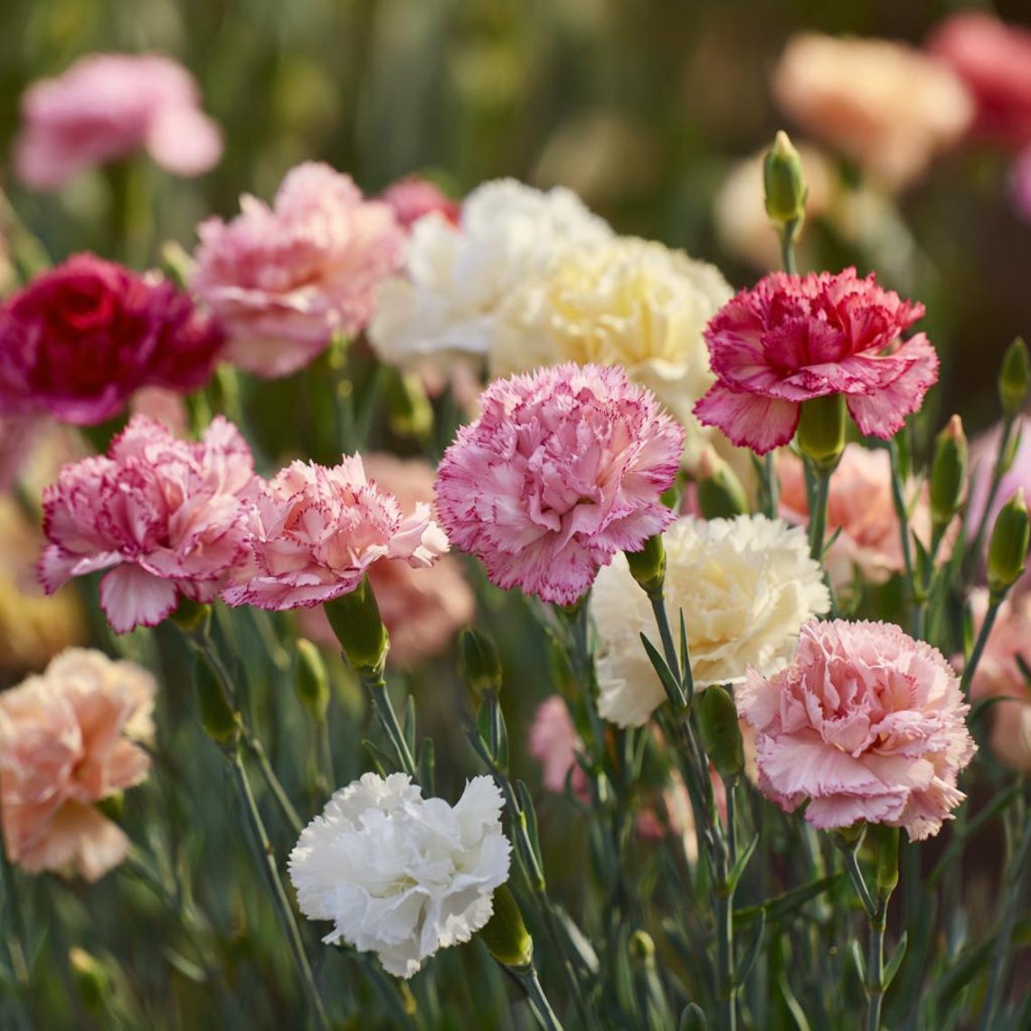 Chabaud Clove Carnation Seeds – Dianthus Caryophyllus 100 Seeds ...
