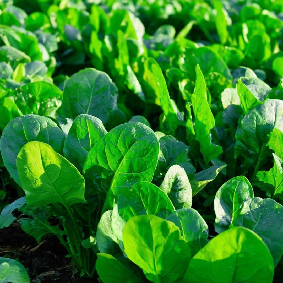 Noble Giant Spinach Heirloom 200 Seeds | Large Tender Leaves for ...