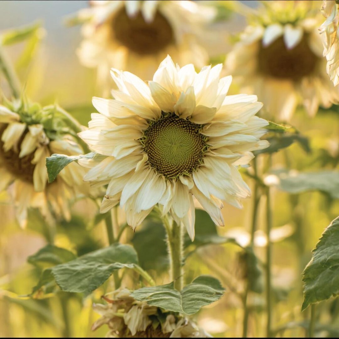 Pro Cut White Lite Sunflower 20 Seeds – Pollen-free Pale Lemon Blooms ...