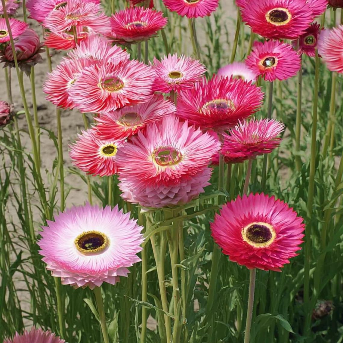 Paper Daisy 500 Seeds – Helipterum Roseum | Bright Everlasting Blooms ...