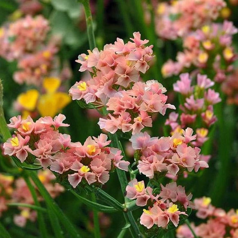 Pastel Shades Statice Flower 50 Seeds | Soft Colorful Dried Blooms - Etsy