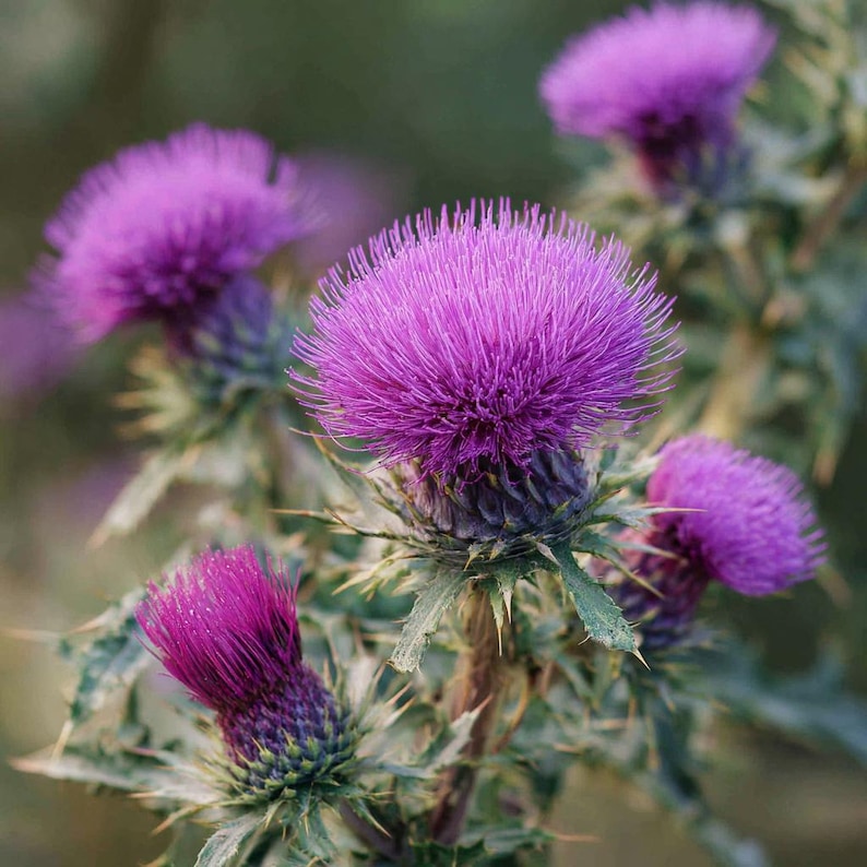 Milk Thistle 30 Seeds, Blessed Thistle | Heirloom Medicinal & Culinary ...