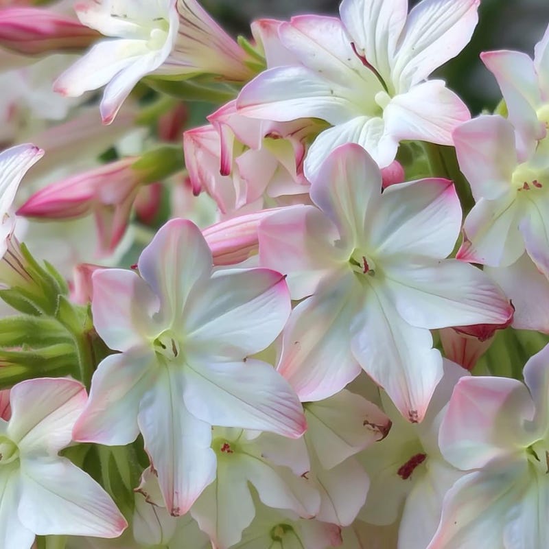Midnight Perfume Jasmine Seeds - Etsy