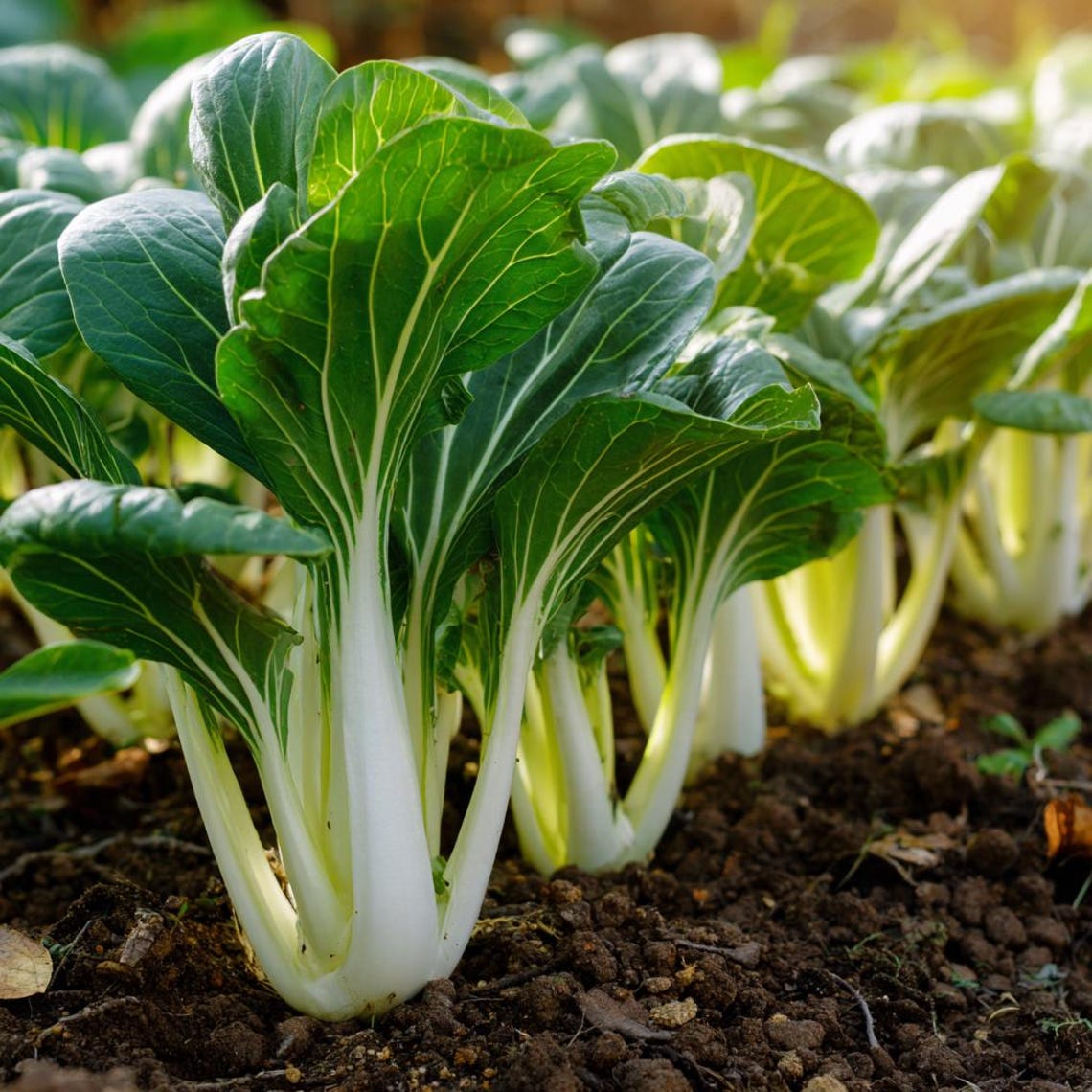 Pak Choi Chinese Cabbage White Stem 150 Seeds | Crisp, Tender Asian ...