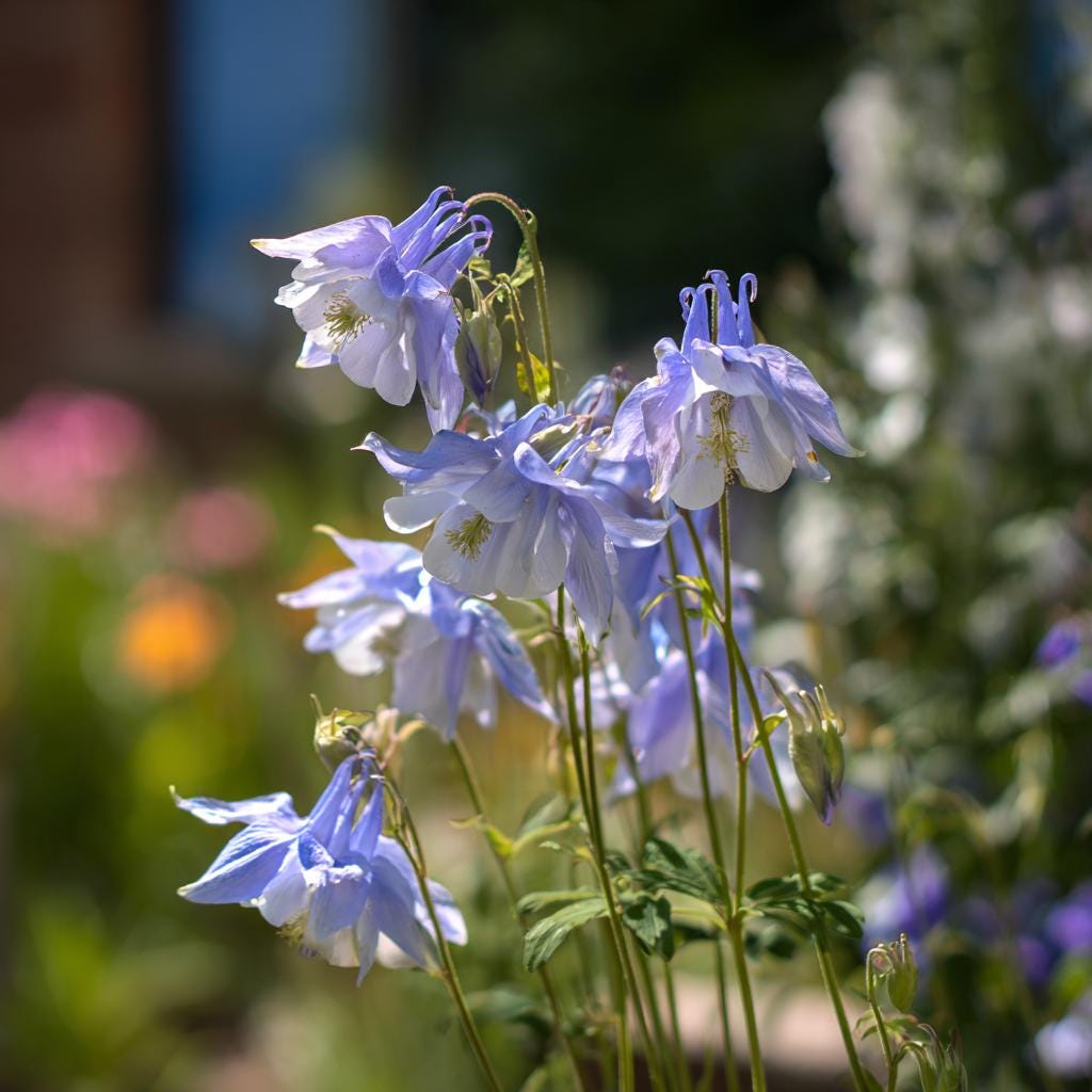 Colorado Blue Columbine 100 Seeds – Pollinator-friendly Garden Flowers ...