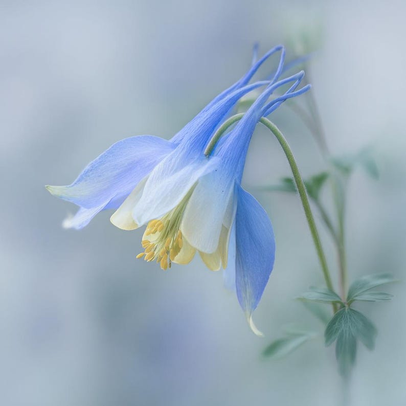 Colorado Blue Columbine 100 Seeds – Pollinator-friendly Garden Flowers ...
