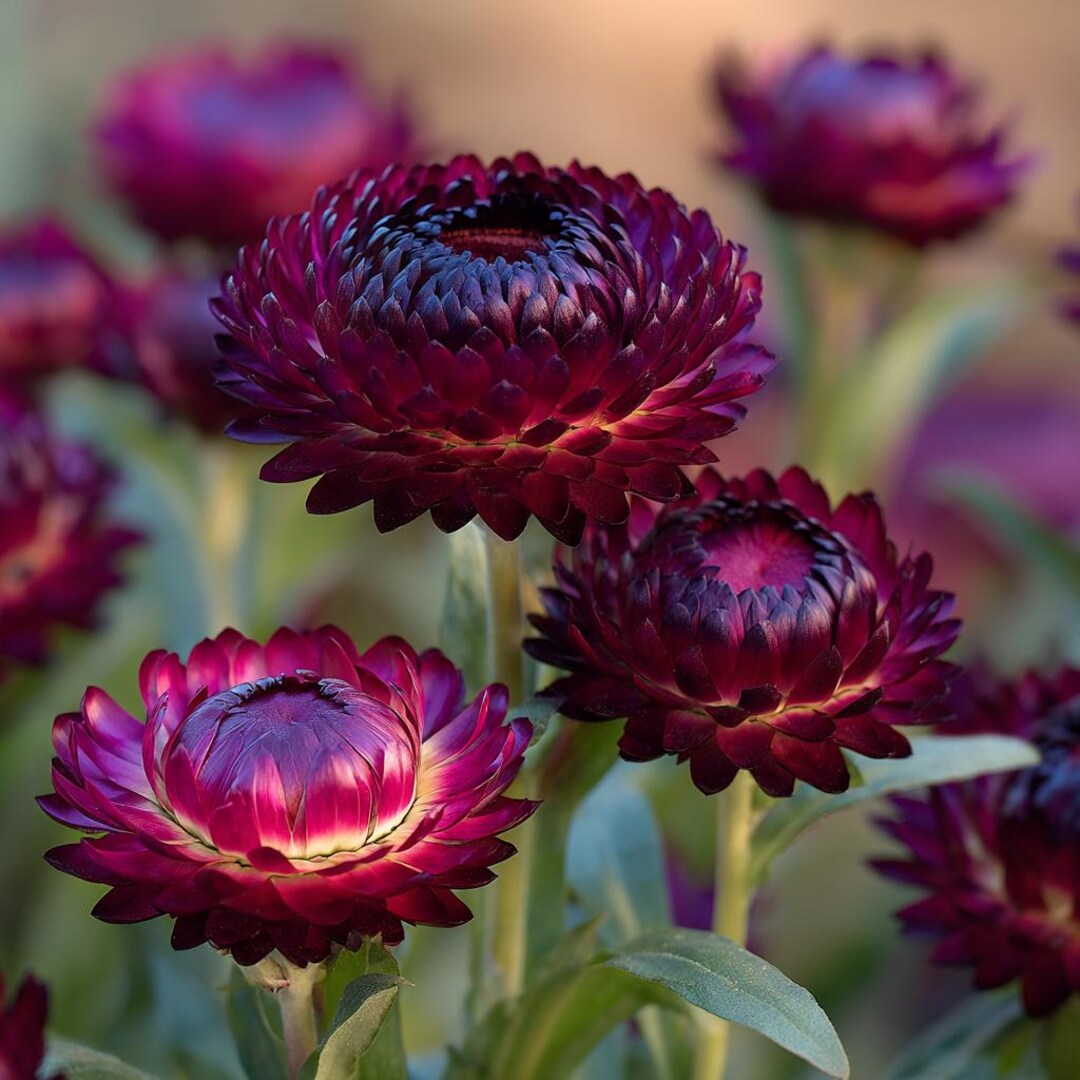 Purple Red Black Strawflower 50 Seeds | Vibrant Long-lasting Blooms - Etsy