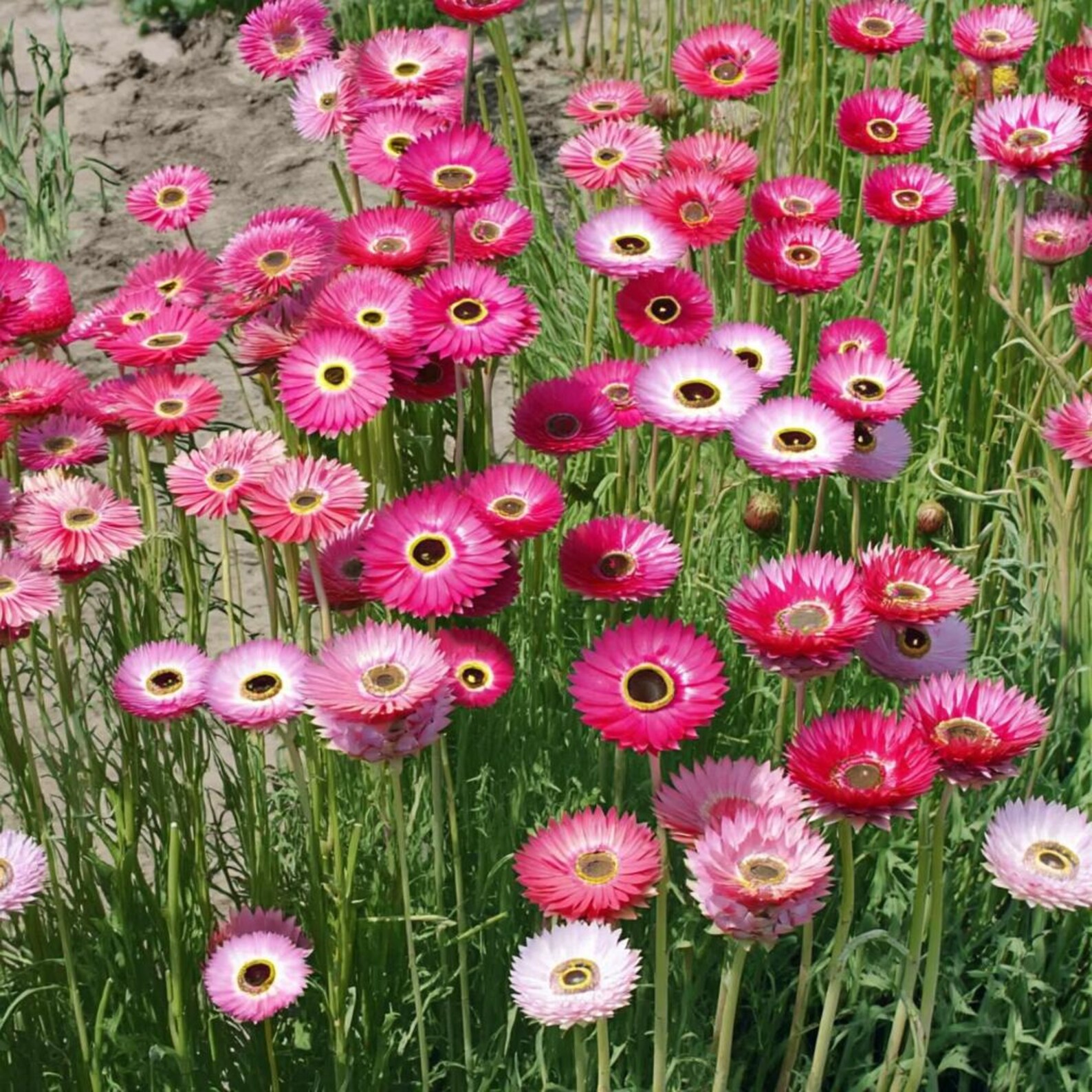 Paper Daisy 500 Seeds – Helipterum Roseum | Bright Everlasting Blooms ...