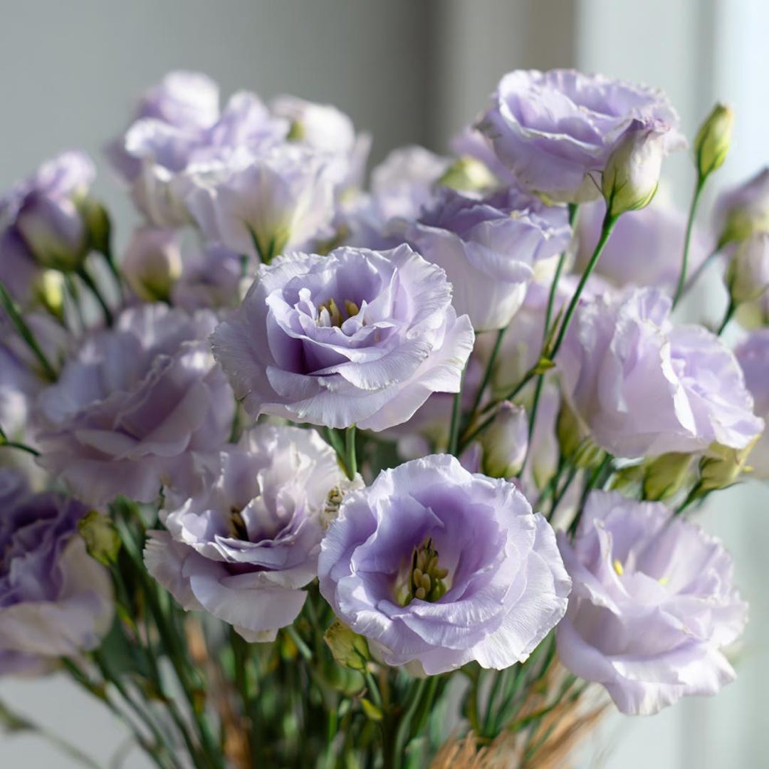 Voyage 2 Lavender Lisianthus 25 Seeds | Pale Lavender Eustoma ...