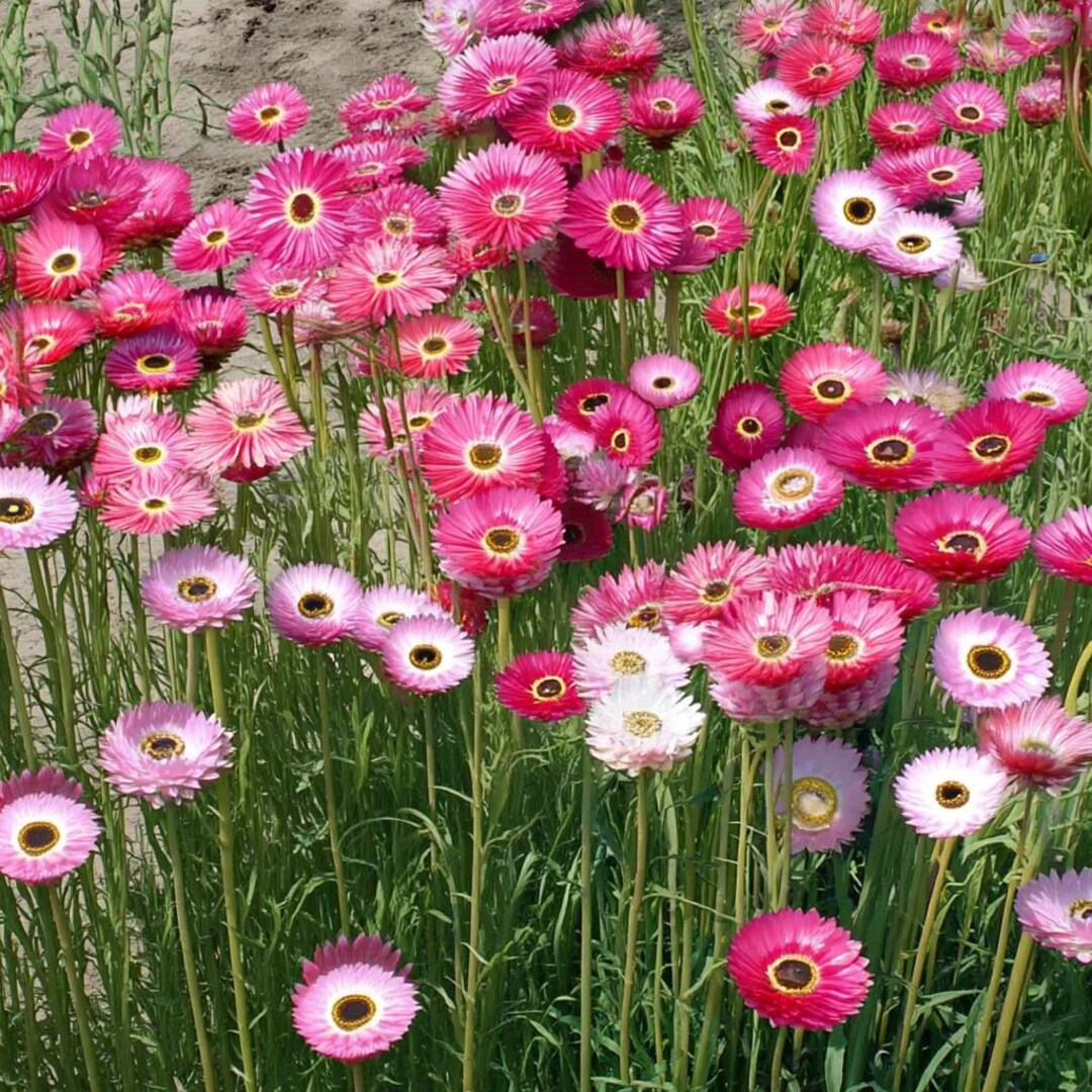 Paper Daisy 500 Seeds – Helipterum Roseum | Bright Everlasting Blooms ...