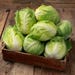Mini Kisaku Napa Cabbage 50 Seeds – Compact Chinese Cabbage for ...