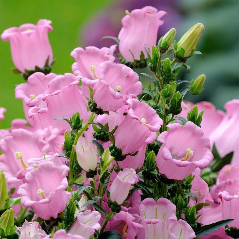 Champion Rose F1 Bellflower 25 Seeds | Canterbury Bells, Campanula ...