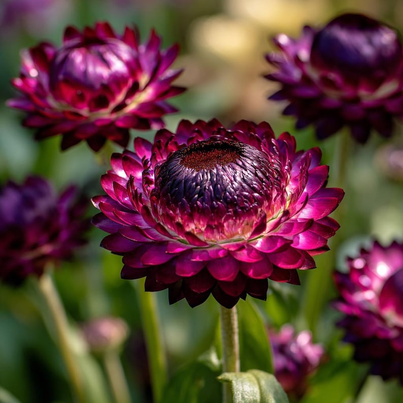 Purple Red Black Strawflower 50 Seeds | Vibrant Long-lasting Blooms - Etsy