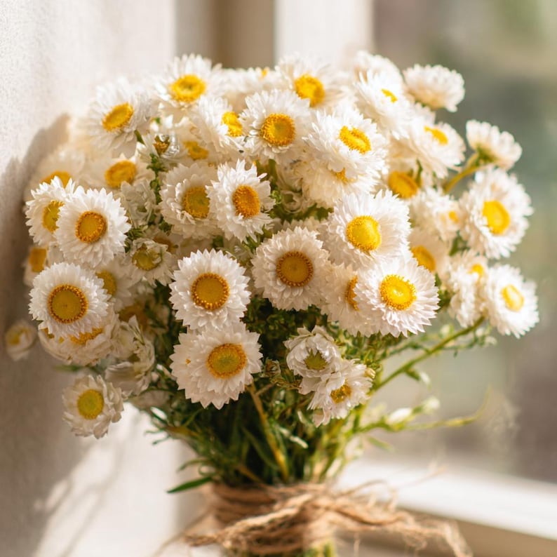 Winged Everlasting 100 Seeds | Ammobium, Unique Dried Flower Blooms - Etsy