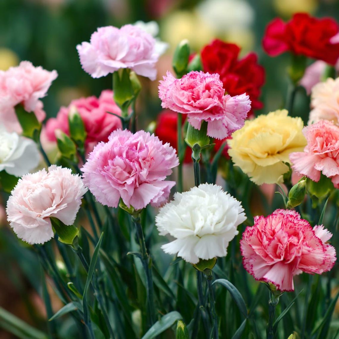 Chabaud Clove Carnation Seeds – Dianthus Caryophyllus 100 Seeds ...