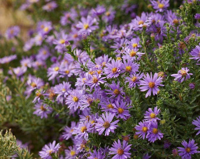 Aster O. 'raydon's Favorite' - Aromatic Aster - Live Starter Plant ...