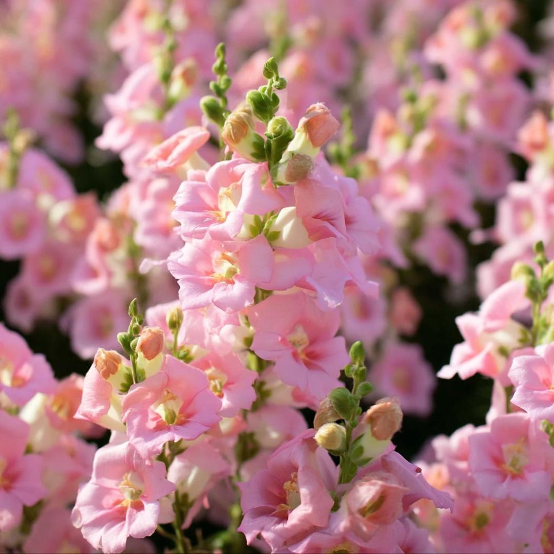 Chantilly Light Pink Snapdragon 30 Seeds | Elegant Soft Pink Flowers ...