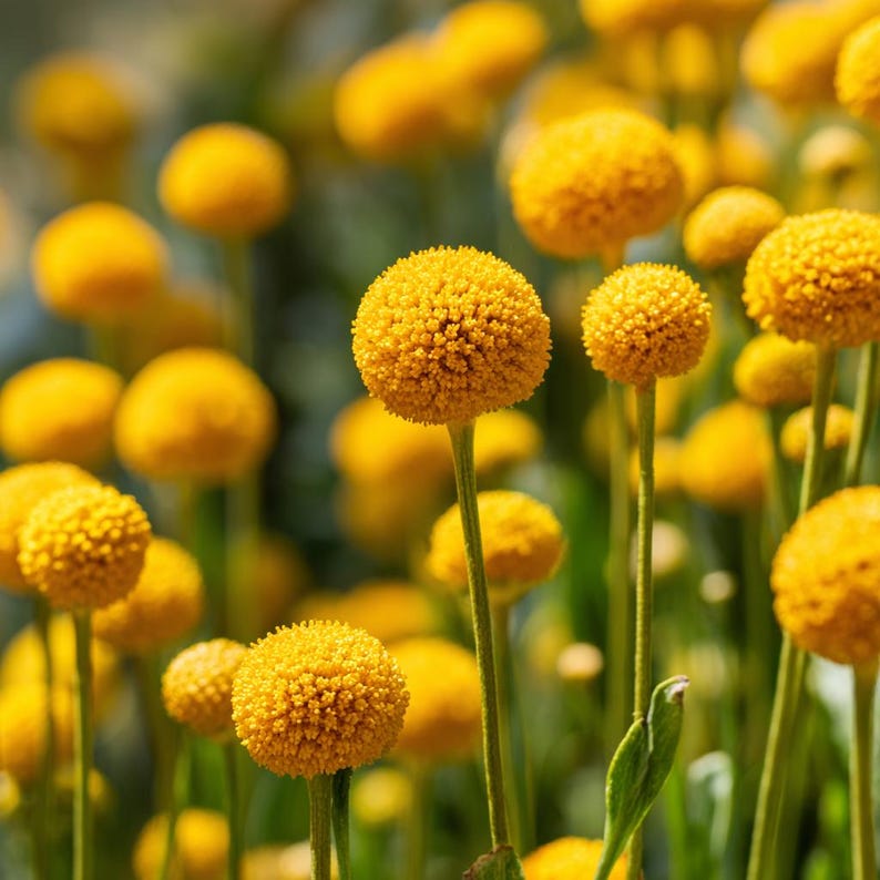 Billy Button 50 Seeds | Craspedia Globosa, Unique Yellow Ball-shaped ...