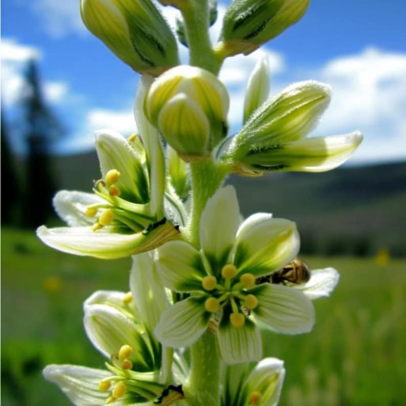 Melanthium Virginicum 100 Seeds | Bunchflower, Fragrant White Blooms - Etsy