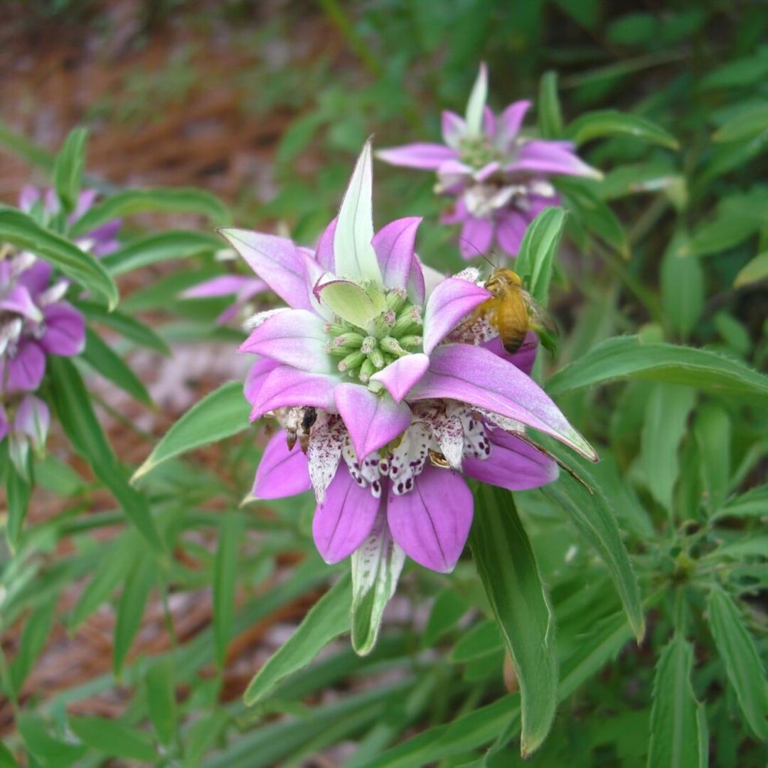 Spotted Bee Balm 50 Seeds – Monarda Punctata, Pollinator Wildflower - Etsy