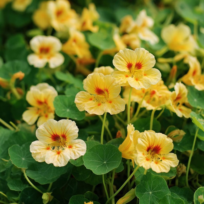 Peach Melba Nasturtium 25 Seeds – Dwarf, Edible Flowers, Compact Blooms ...