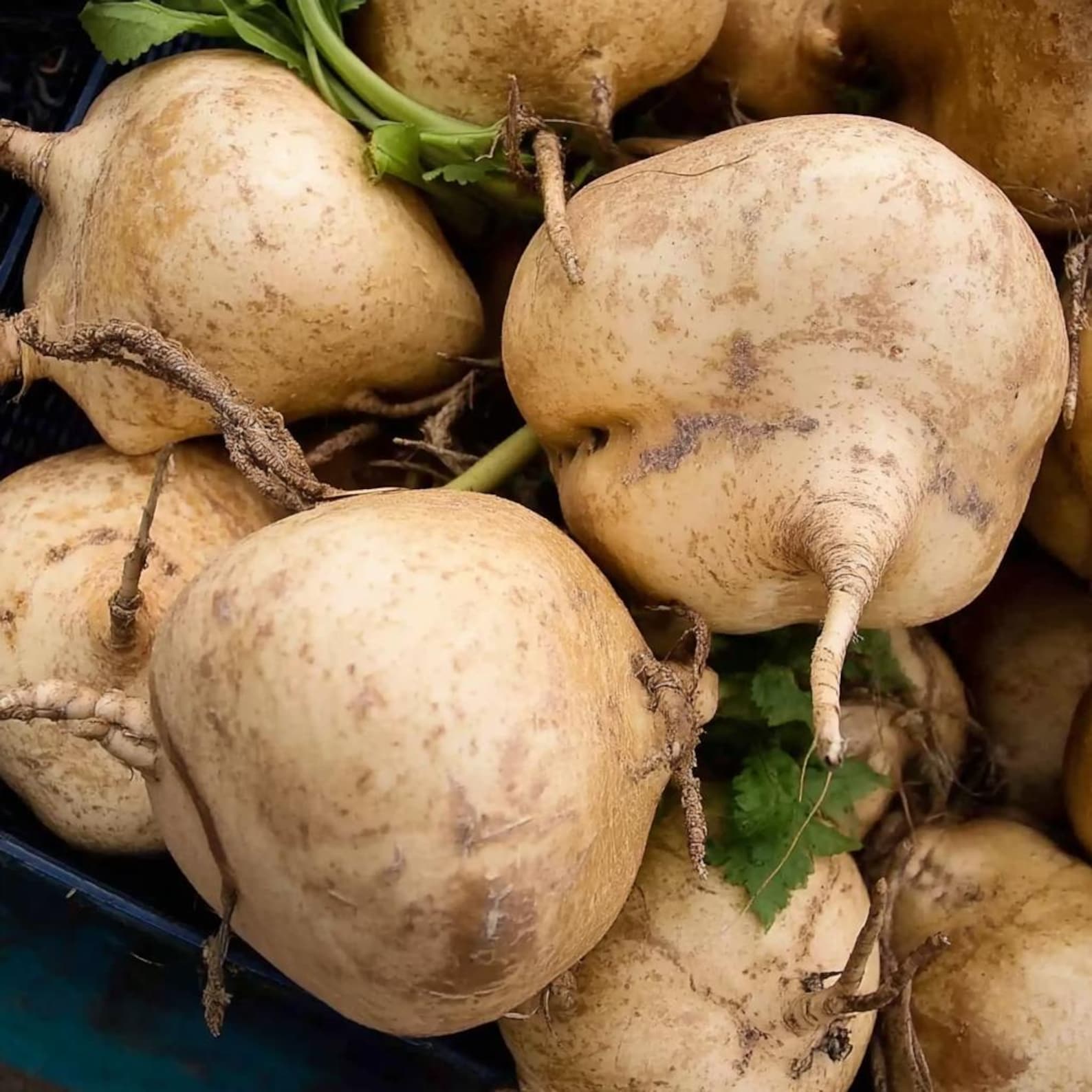 Jicama Thai 25 Seeds | Crisp, Sweet Root Vegetable for Gardens & Warm ...