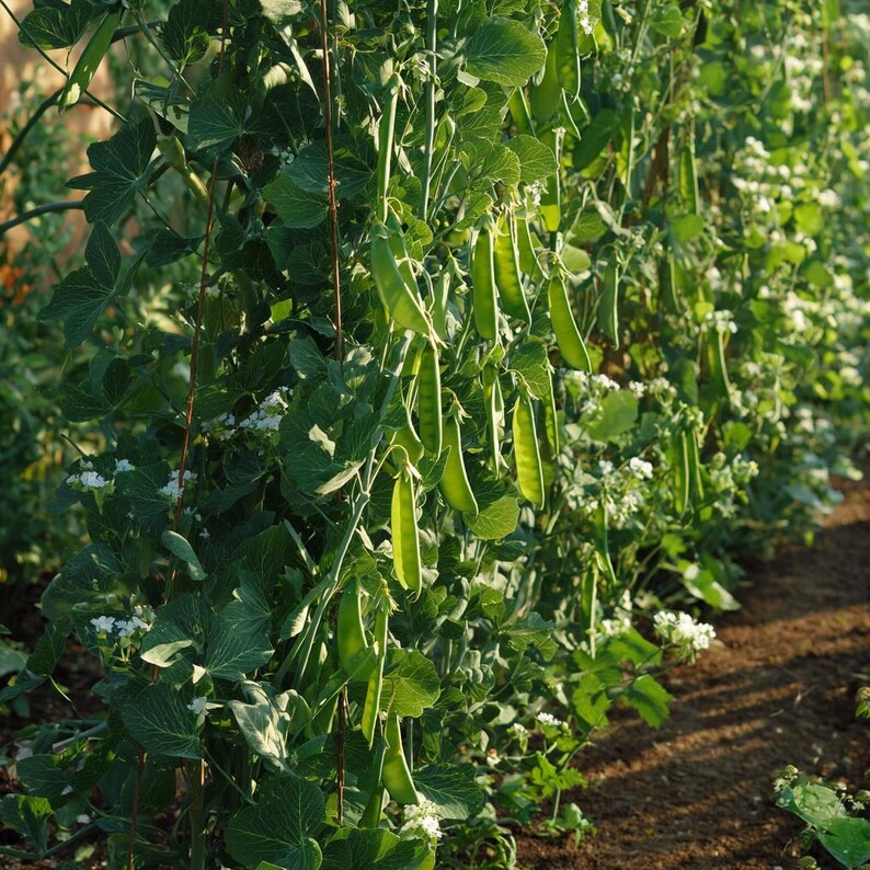 Oregon Sugar Pod Snow Pea 30 Seeds | Sweet, Crisp Peas for Gardens ...