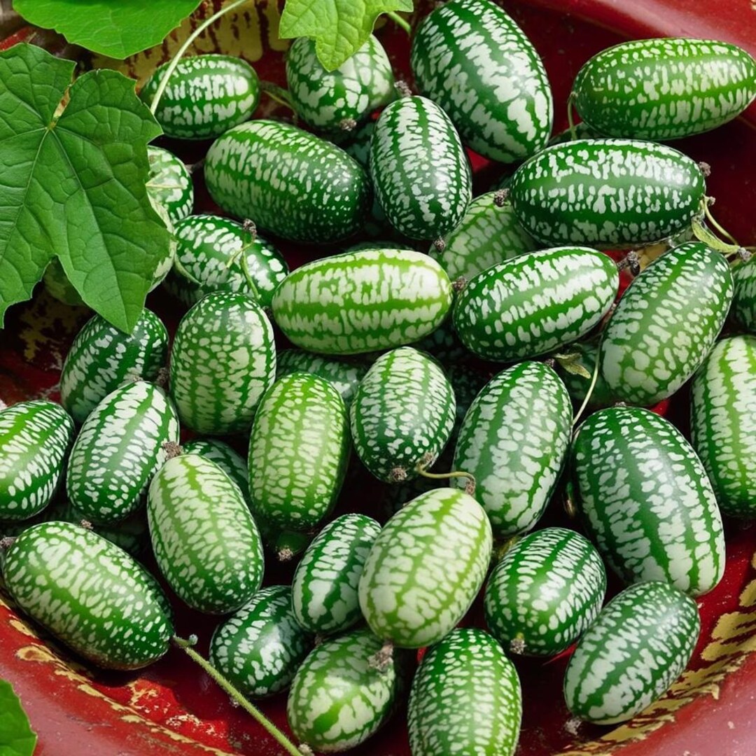 Cucamelon Mouse Melon 10 Seeds | Unique Mini Cucumber-like Fruits for ...