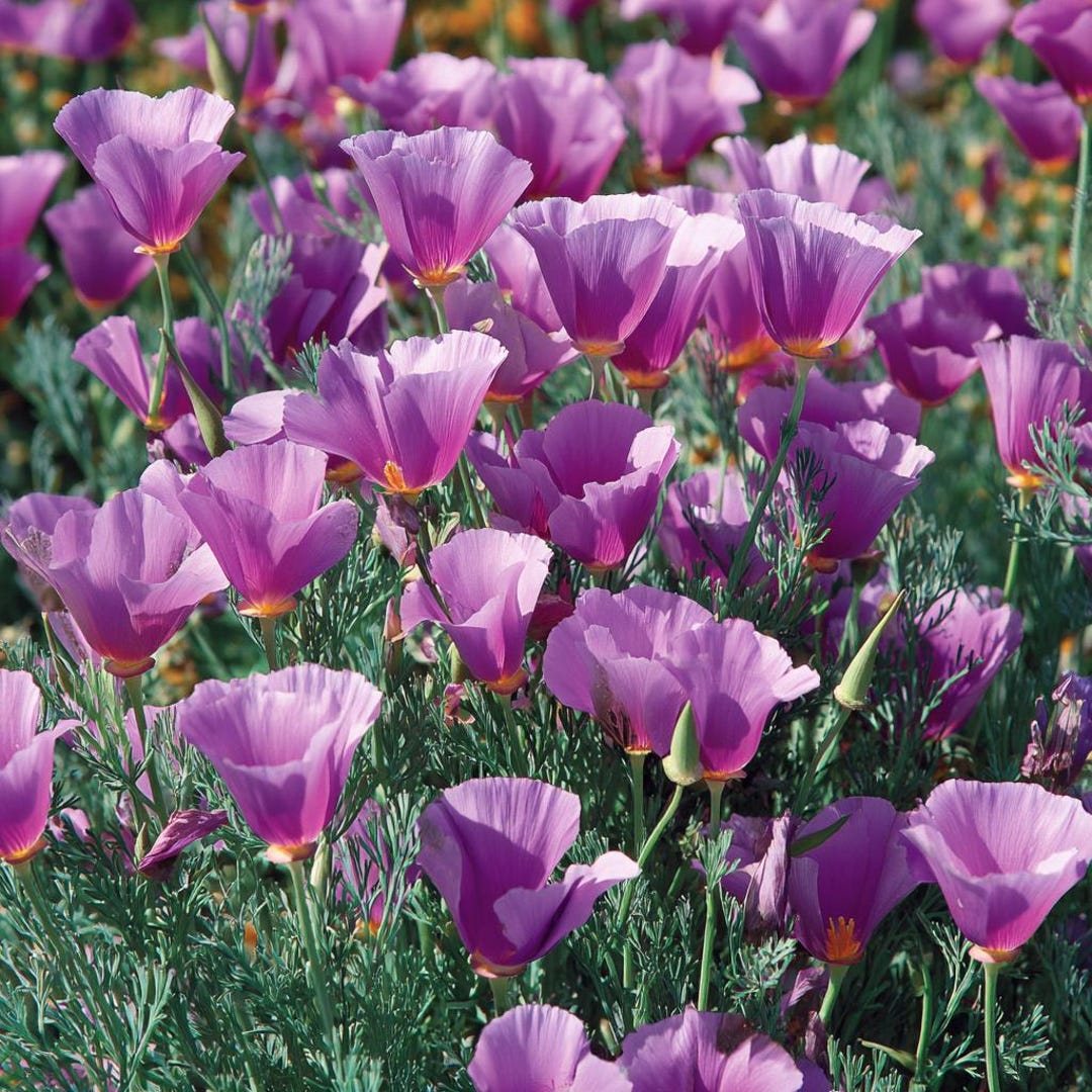 Purple Gleam California Poppy 250 Seeds – Easy-to-grow Wildflower - Etsy