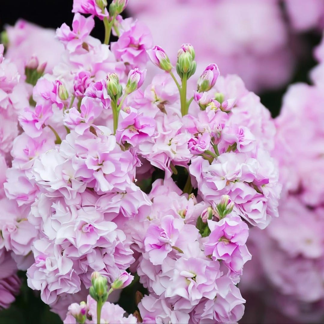 Katz Cherry Blossom Stock 50 Seeds | Fragrant Pink & White Flowers - Etsy