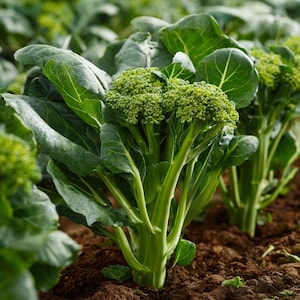 Chinese Broccoli 100 Seeds – Kailaan| Tender, Flavorful Greens | Fast ...