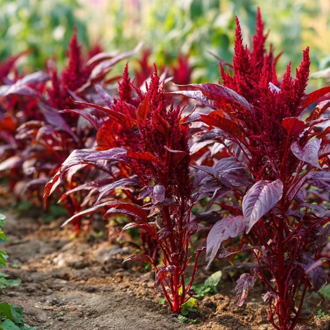 Red Garnet Amaranth 250 Seeds | Heirloom Microgreen & Garden Green - Etsy