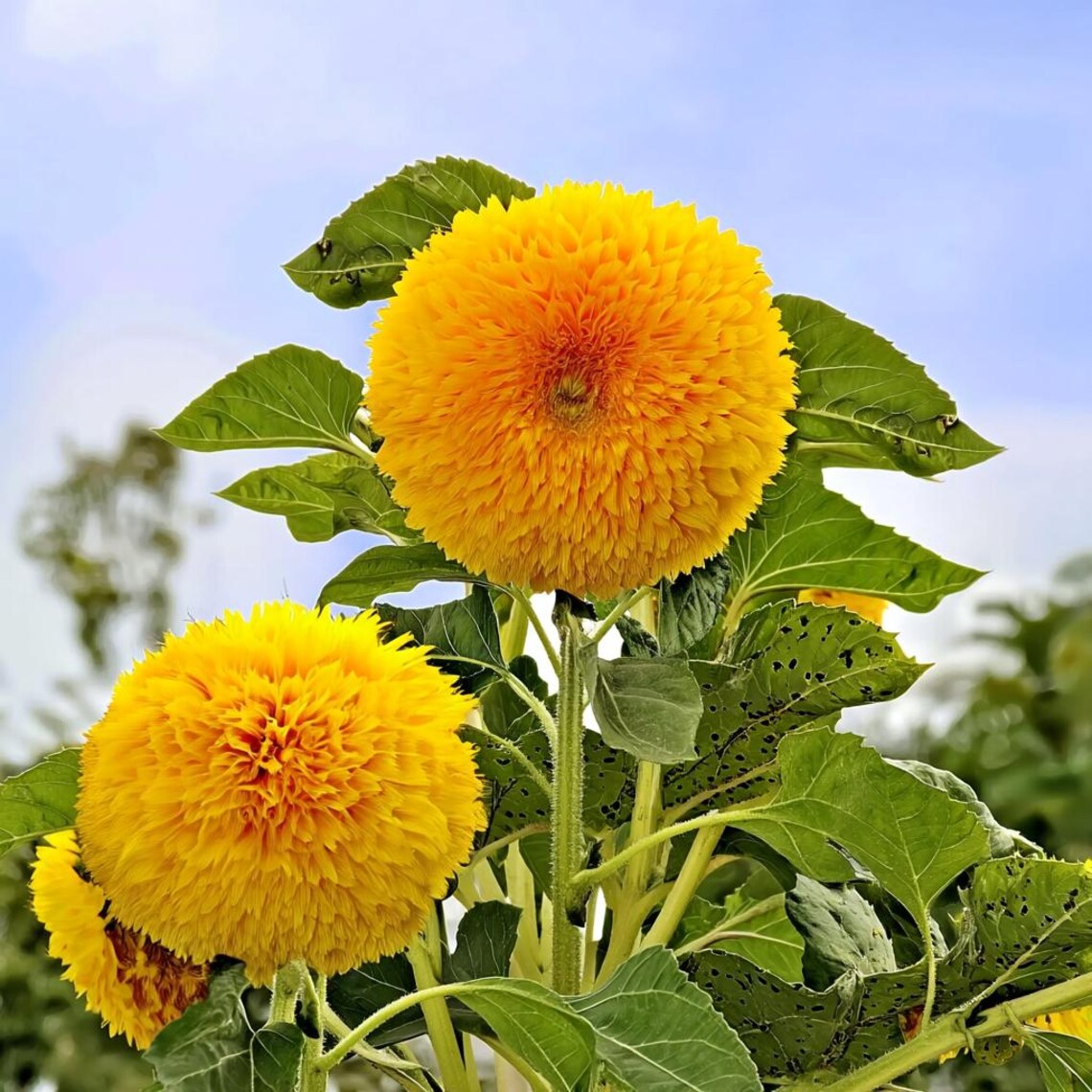 Dwarf Gold Sunflowers 30 Seeds | Compact Golden Blooms for Gardens ...