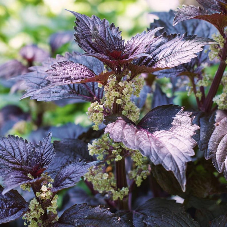 Purple Shiso Seeds – Perilla Frutescens 100 Seeds | Aromatic Culinary ...